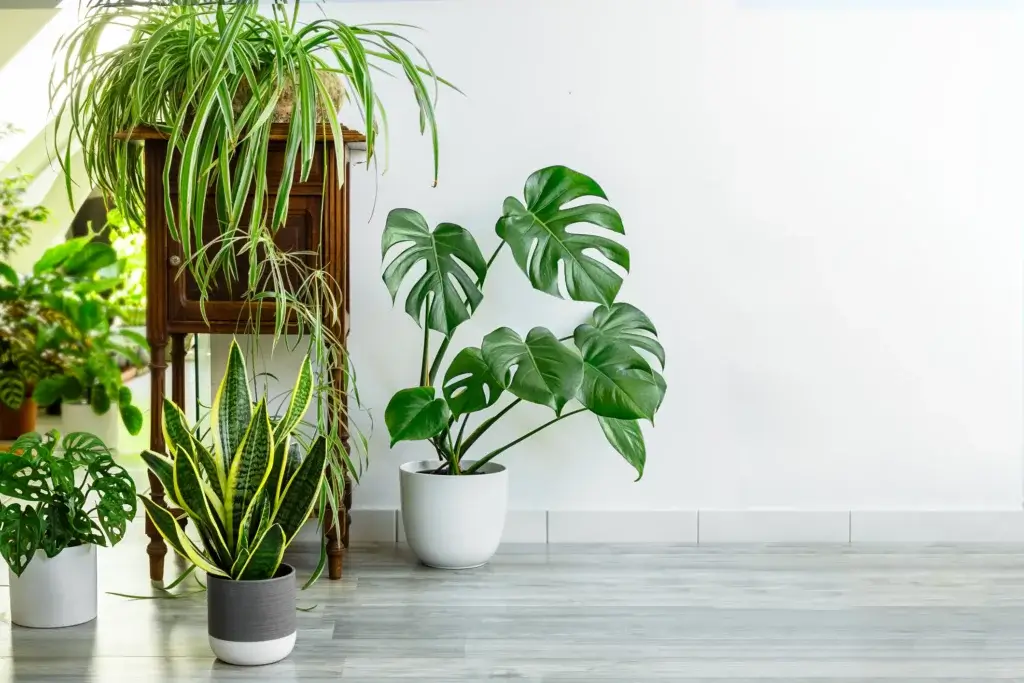 Plante décorative d'intérieur : guide et astuces